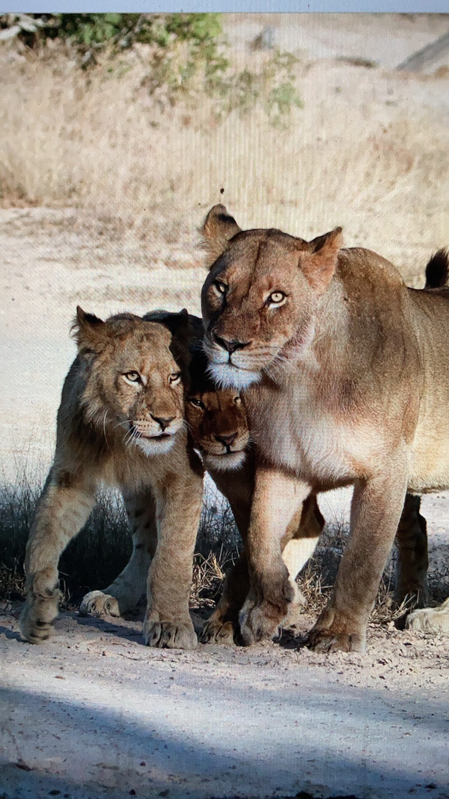 Ngala – 50th Birthday celebrations – Temple Travels